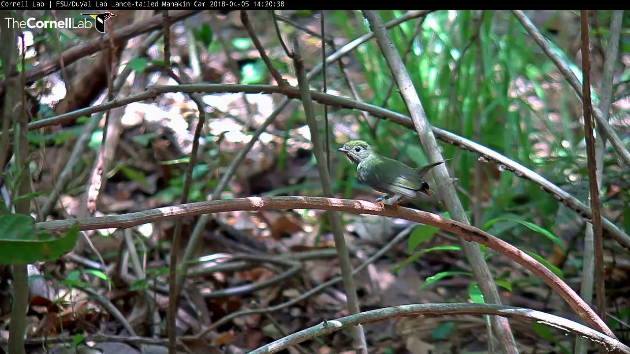 Successful Courtship Display By Alpha Male (PGVm) – Lance-tailed ...