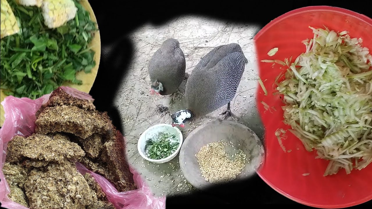 Tips for Guinea Fowl Diet | Chakor Ki Khurak | Guinea Fowl Diet Plan ...