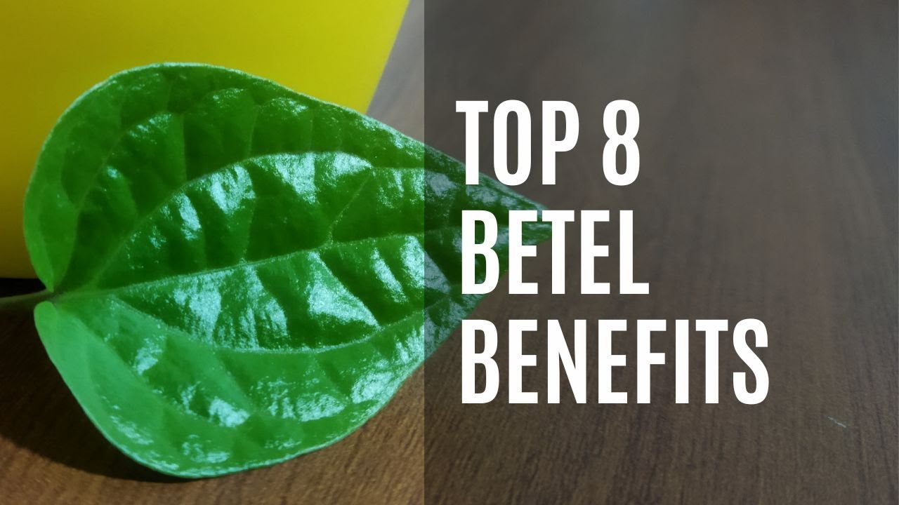 Top 8 betel benefits - ToHealthe - YouTube