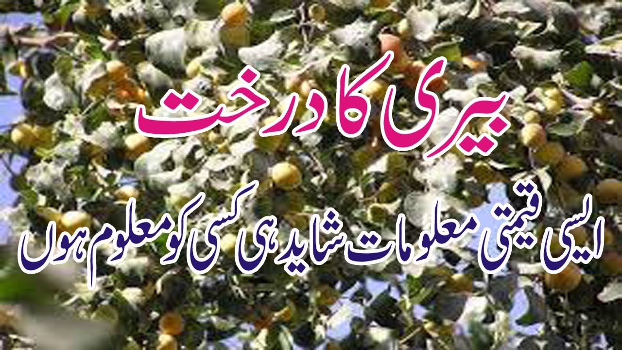 Beri Tree In Village | Beri tree بیری کا درخت۔اہمیت ۔فوائد Vlog ...