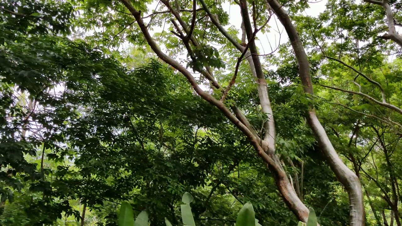 Monkey Business, Arenas Del Mar Resort, Manuel Antonio, Costa Rica ...