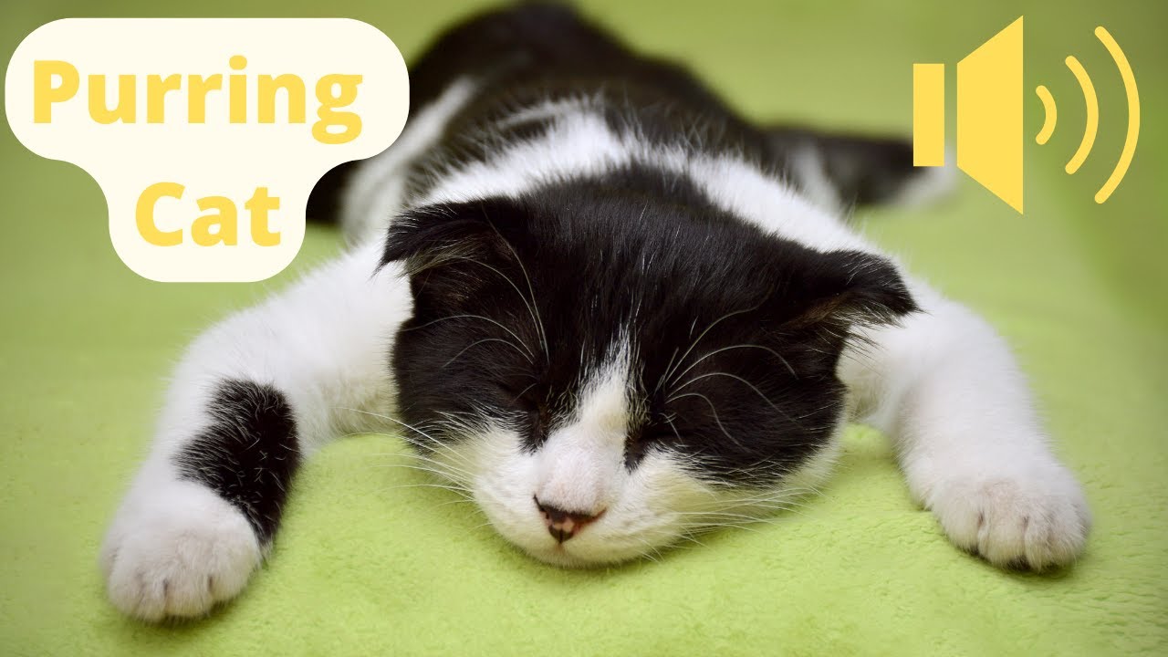 Cat purring sound. Relaxing - YouTube