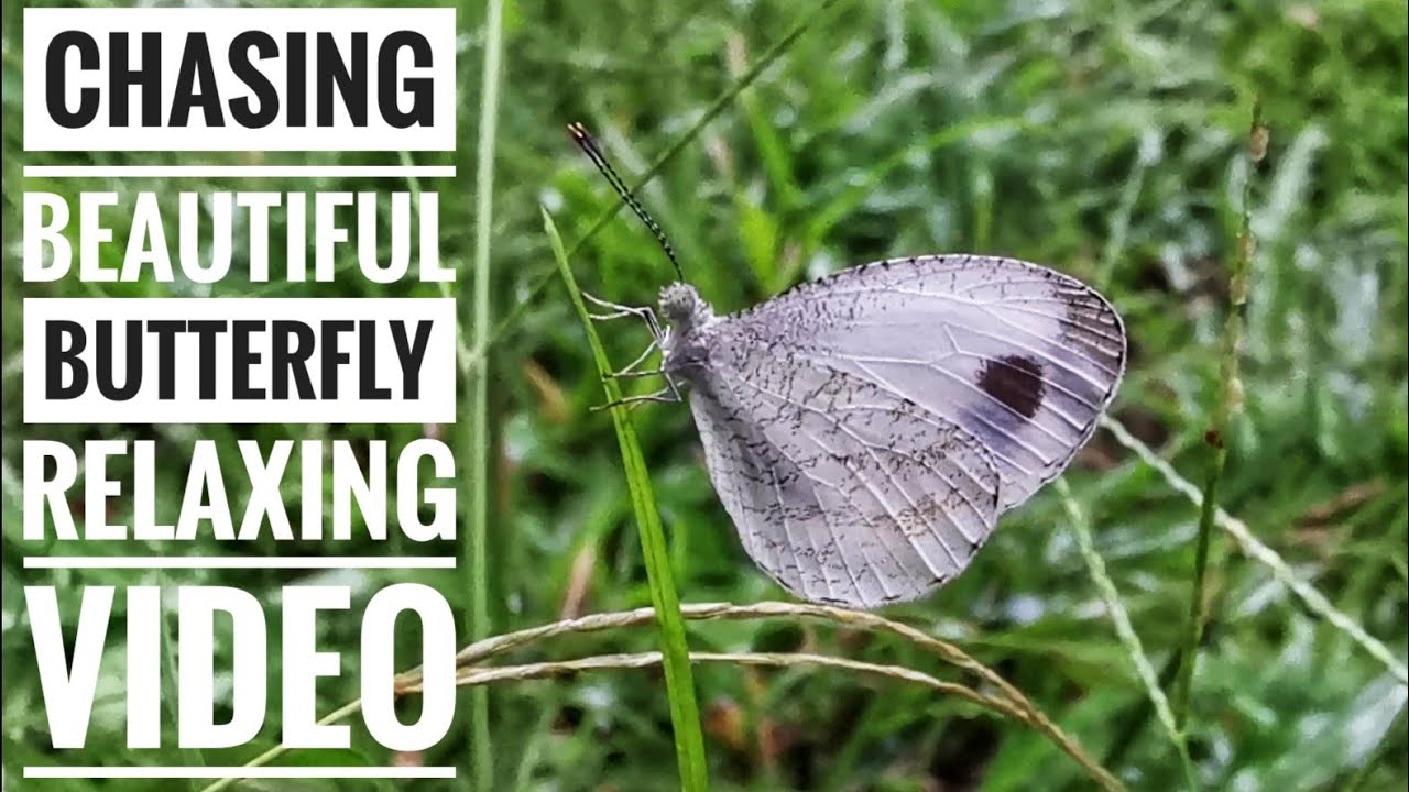 Chasing Beautiful Butterfly | Relaxing Video - YouTube