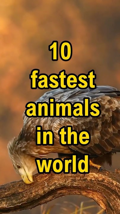 10 Fastest Animals in the World: Nature’s Speed Demons #WildlifeWonders ...