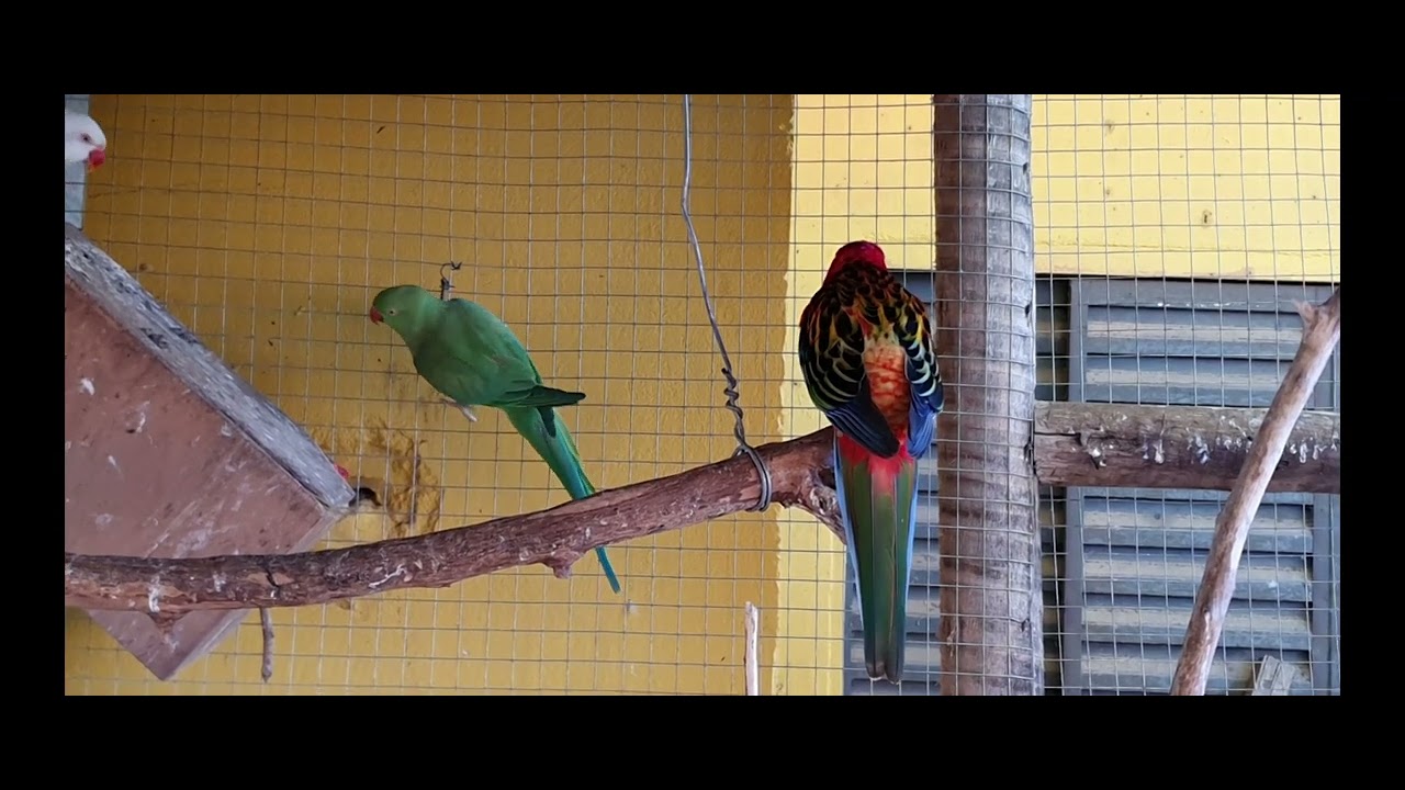 The colors of this parrot are unique, a wonderful animal - YouTube