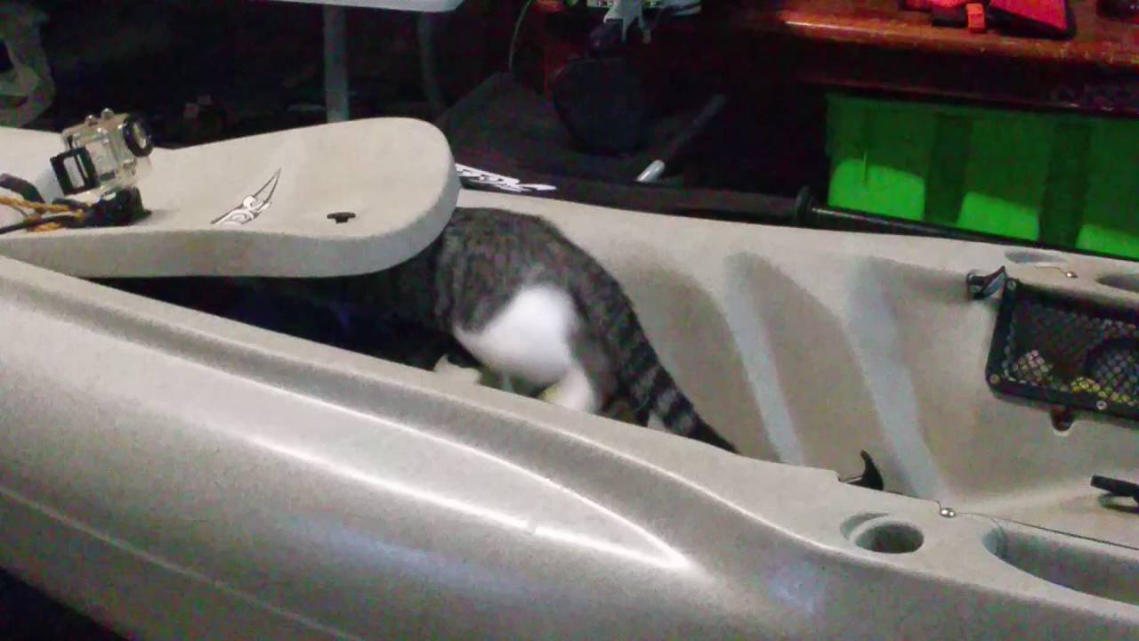 Happy as a cat who sniffed out the fish bucket - YouTube