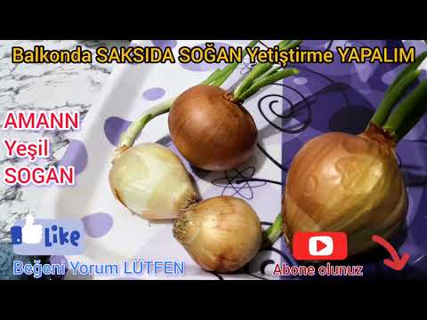Terlikci geliyor #Yeşeren #Soğanlar Atılmasın SAKSIDA #Taze #Yeşil #Soğan Yetiştirelim mi