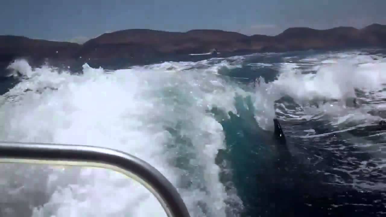 Killer Whales Chasing A Speed Boat - Orque dans le sillage d'un bateau ...