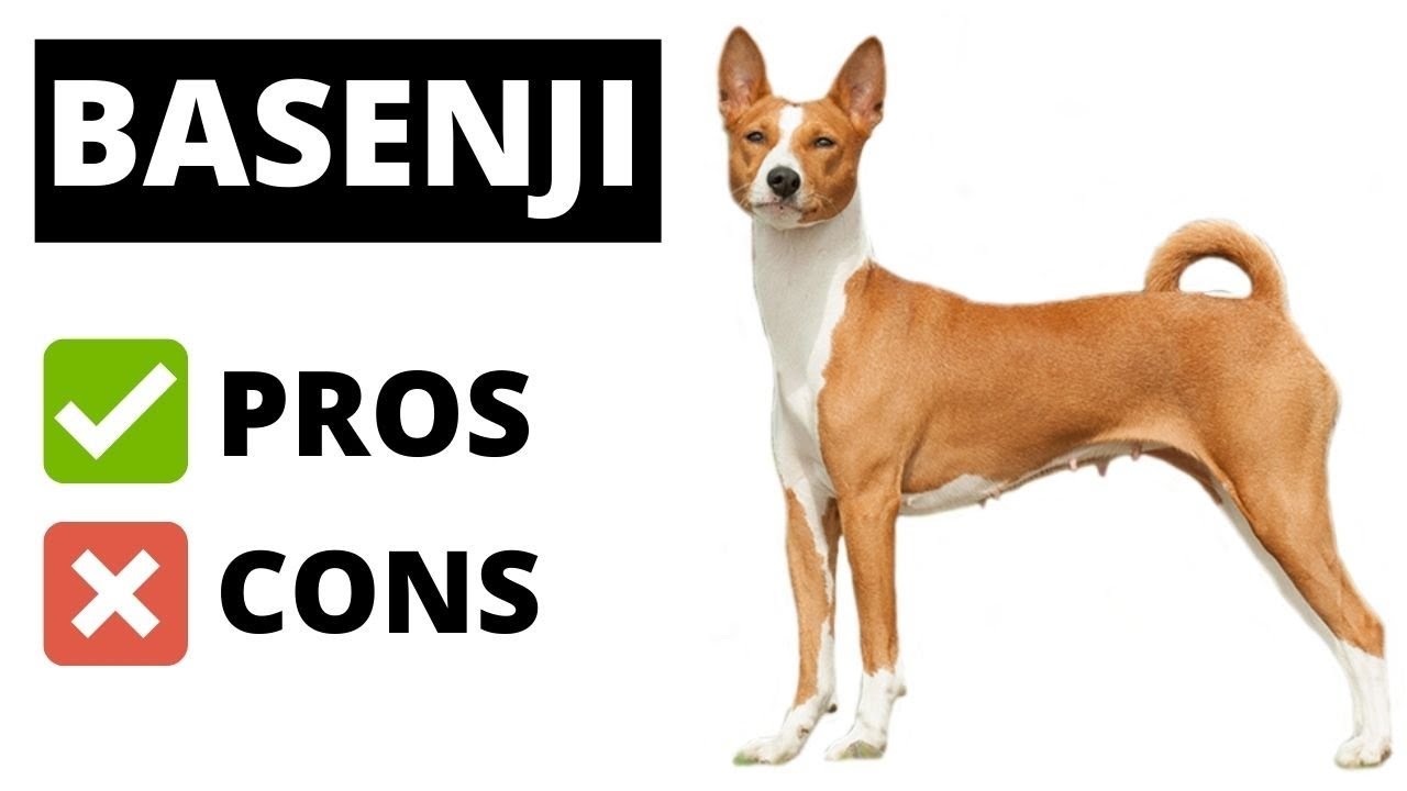 Basenji: Pros and Cons, Character, Temperament, Facts, Care, History ...