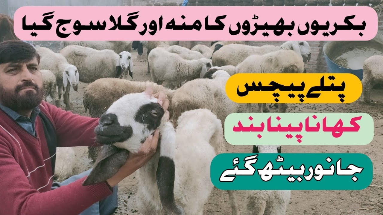 Bottle Jaw In Goat And Sheep | Liver Fluke | Swelling Of Jaw And Mouth ...