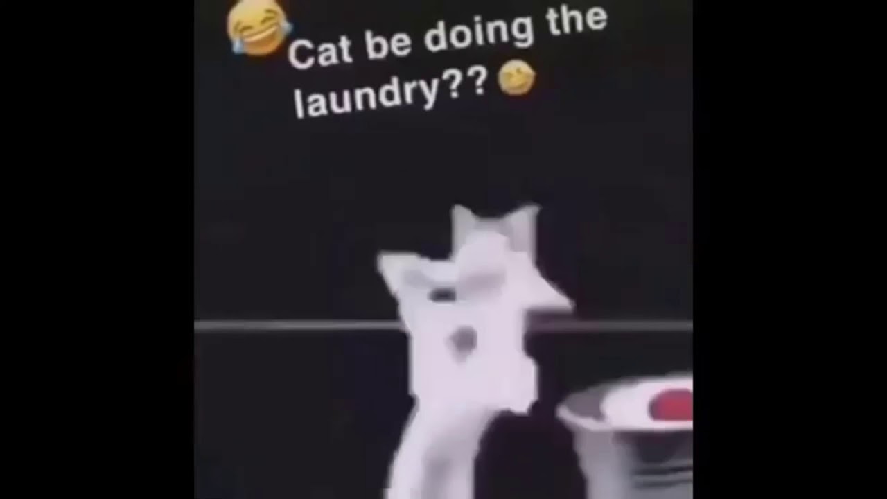 CAT BE DOING LAUNDRY | FULL VIDEO - YouTube