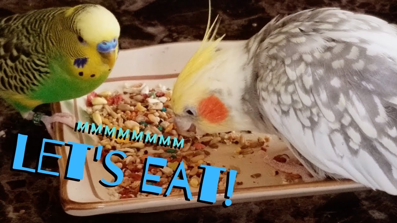 Birdy Birbs Feast on Foods - YouTube