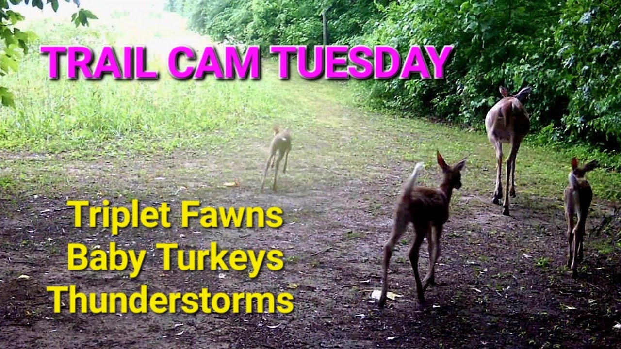 TRAIL CAM TUESDAY: Thunderstorms & Wildlife!!!!! - YouTube