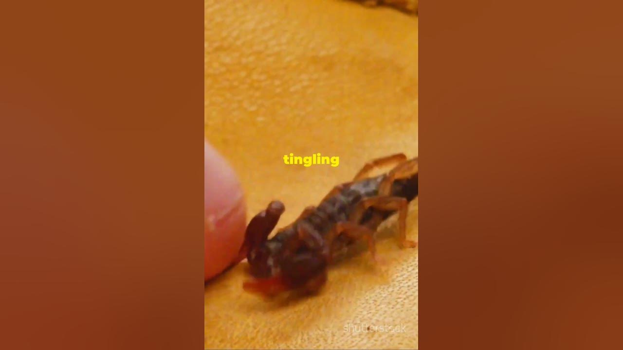 Arizona Bark Scorpion 🦂 Wildlife Facts Arizona Bark Scorpion
