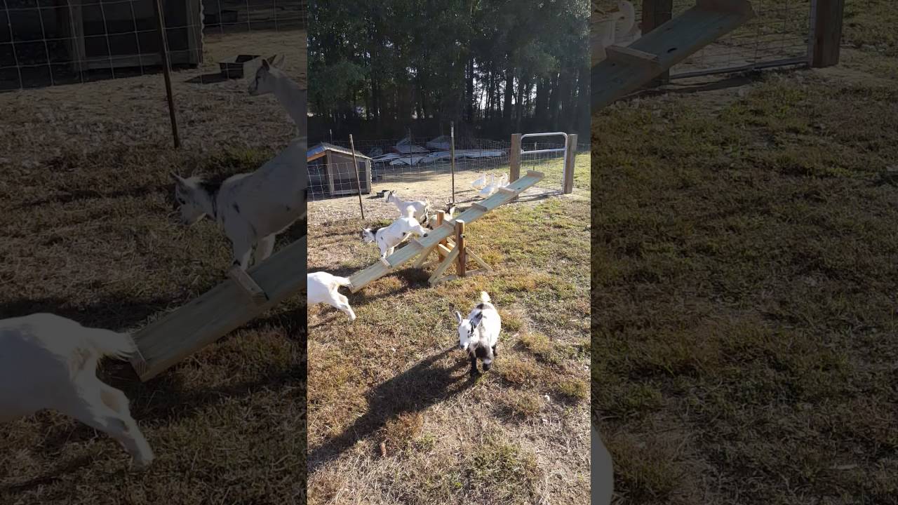 The best fainting goat scene ever !!! - YouTube