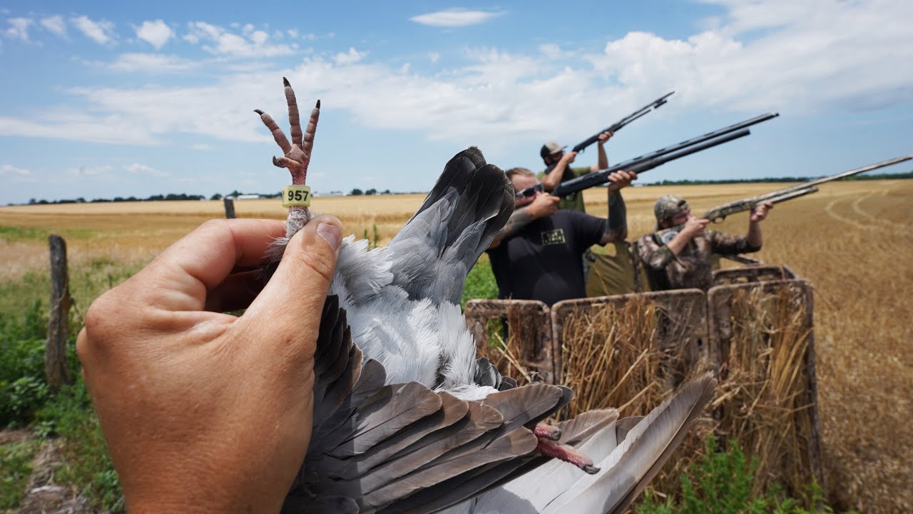 Pigeon Hunting Got Western and We Shot A Special Band!! - YouTube