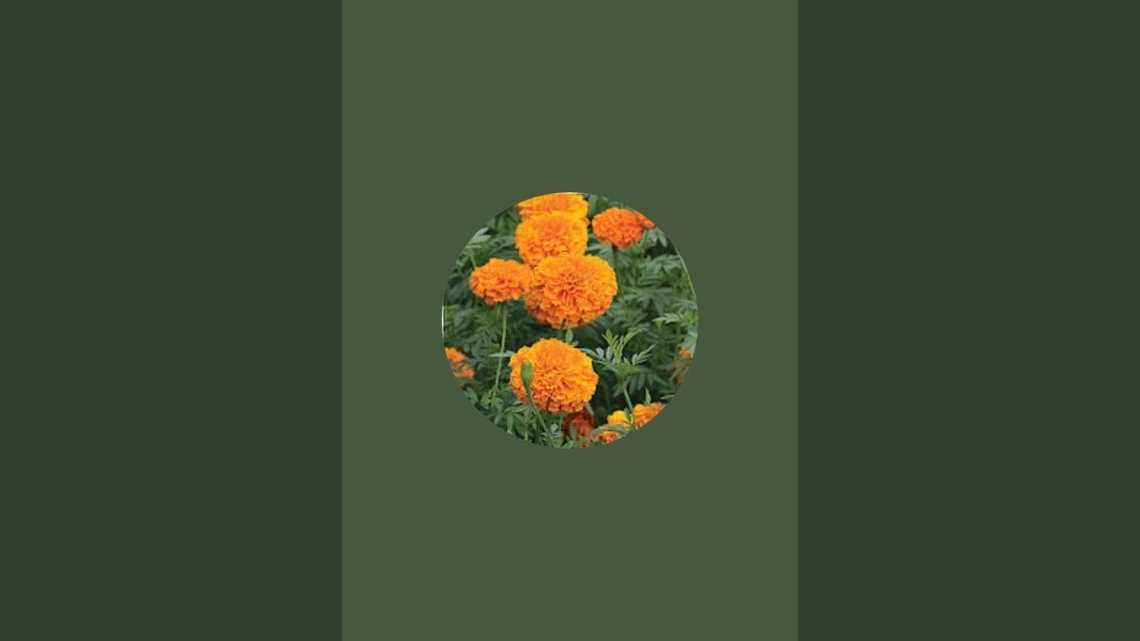 Lalu singer 1234 is live - YouTube