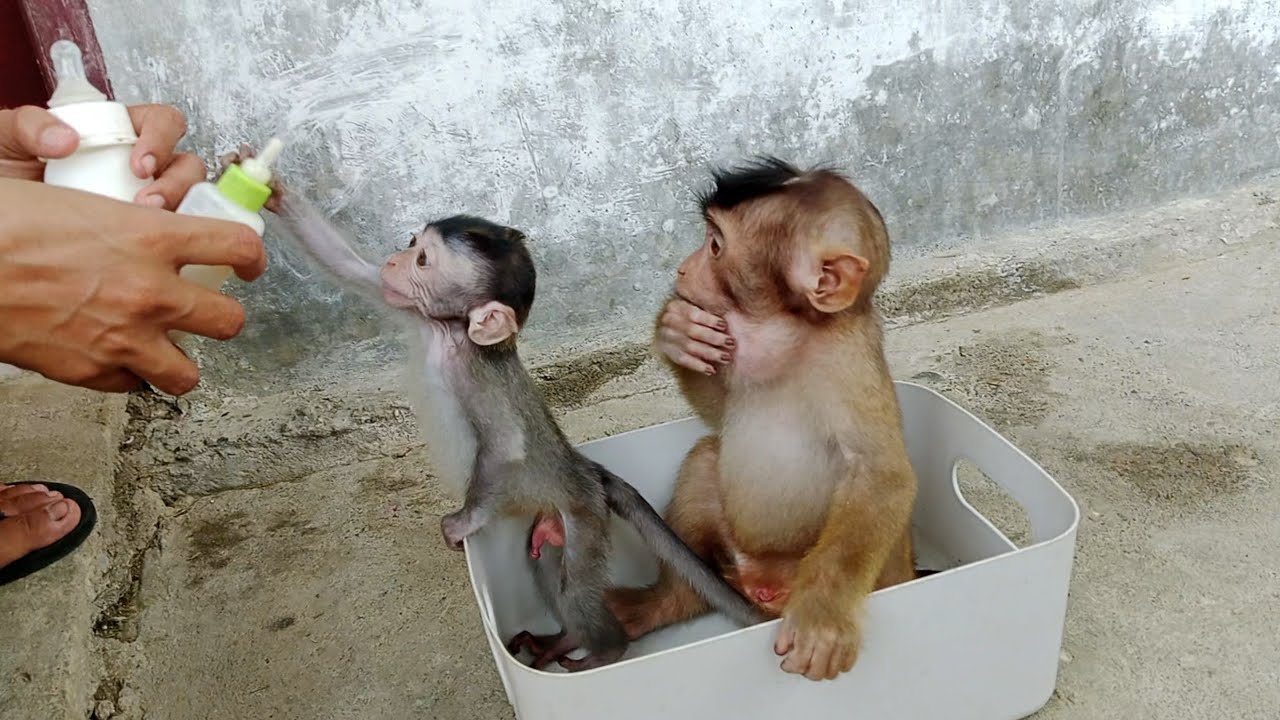 baby Dan became more smart and fast then LiBi.. - YouTube