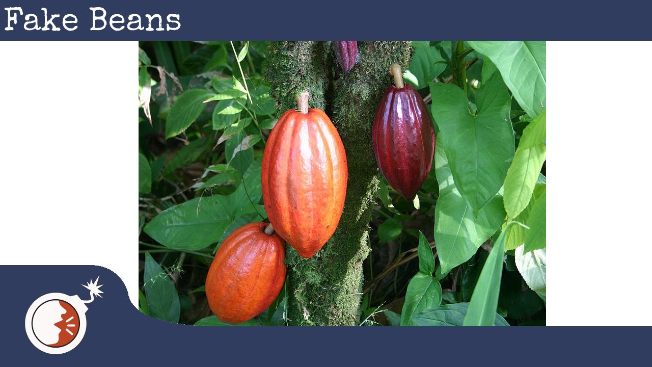 KTaNE - How to - Fake Beans - YouTube