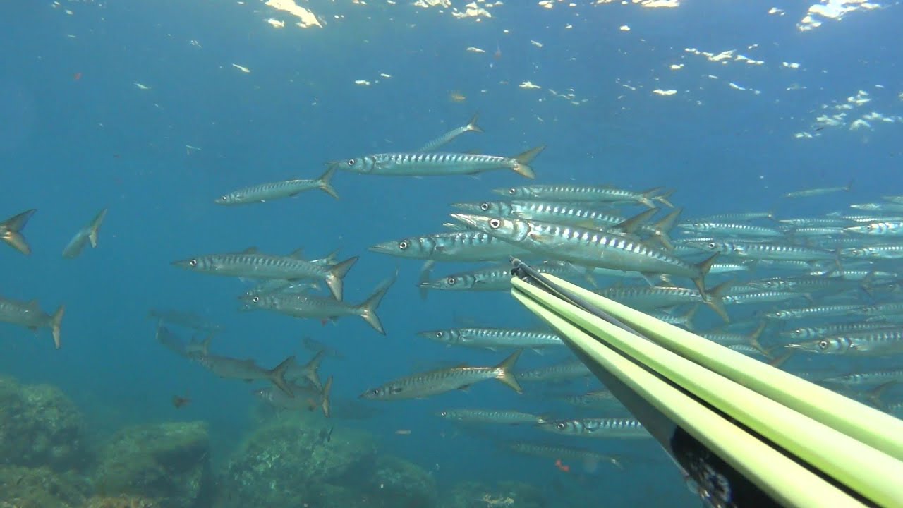 Pesca in apnea: saraghi e barracuda a passeggio - YouTube