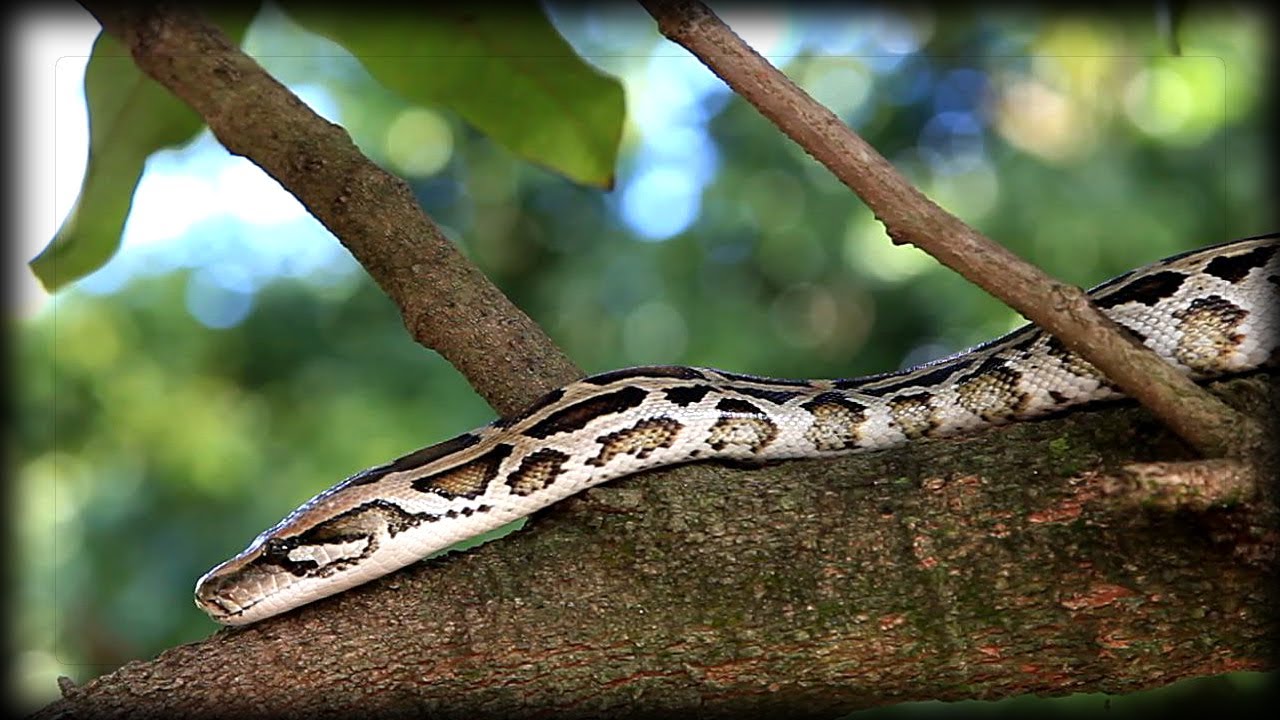Python in Tree 01 - Reptile Beauty Shots - YouTube