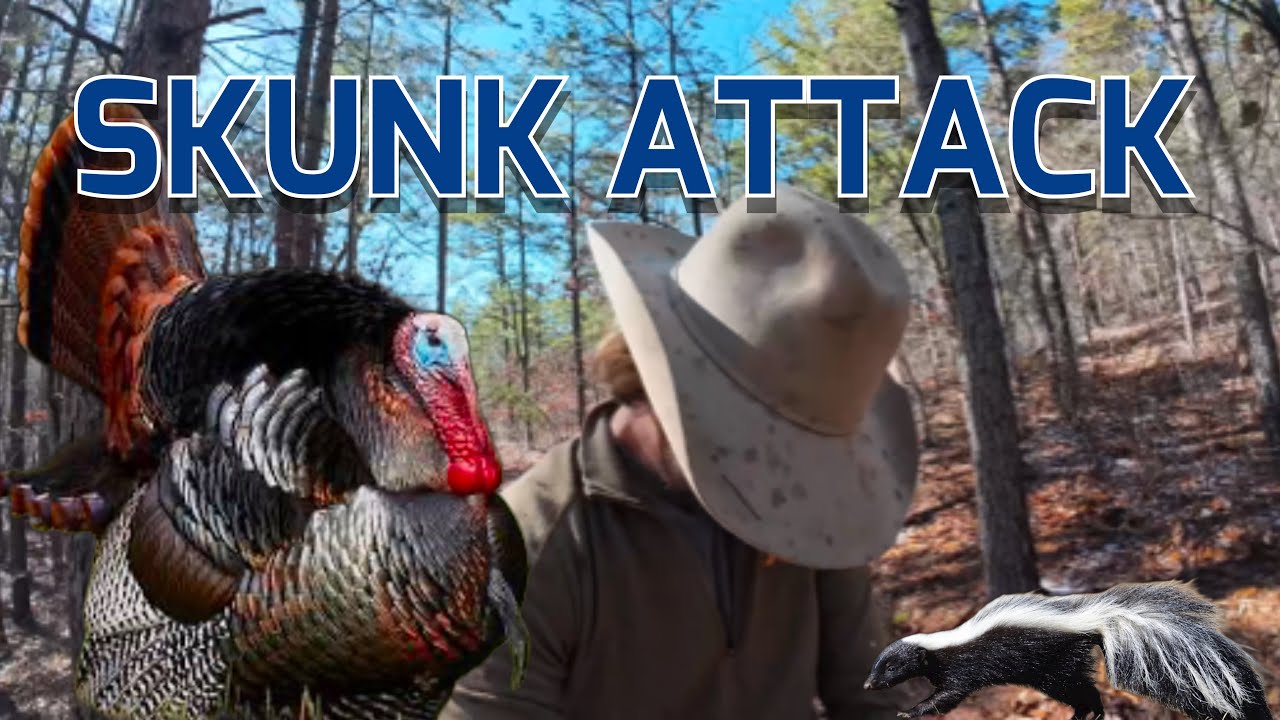 SKUNK ATTACK! #equine #foryou #outdoors #western - YouTube