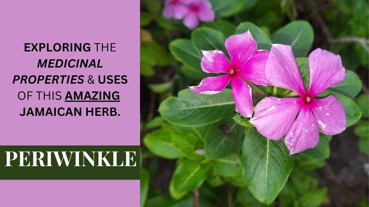 Periwinkle Plant Medicinal Uses