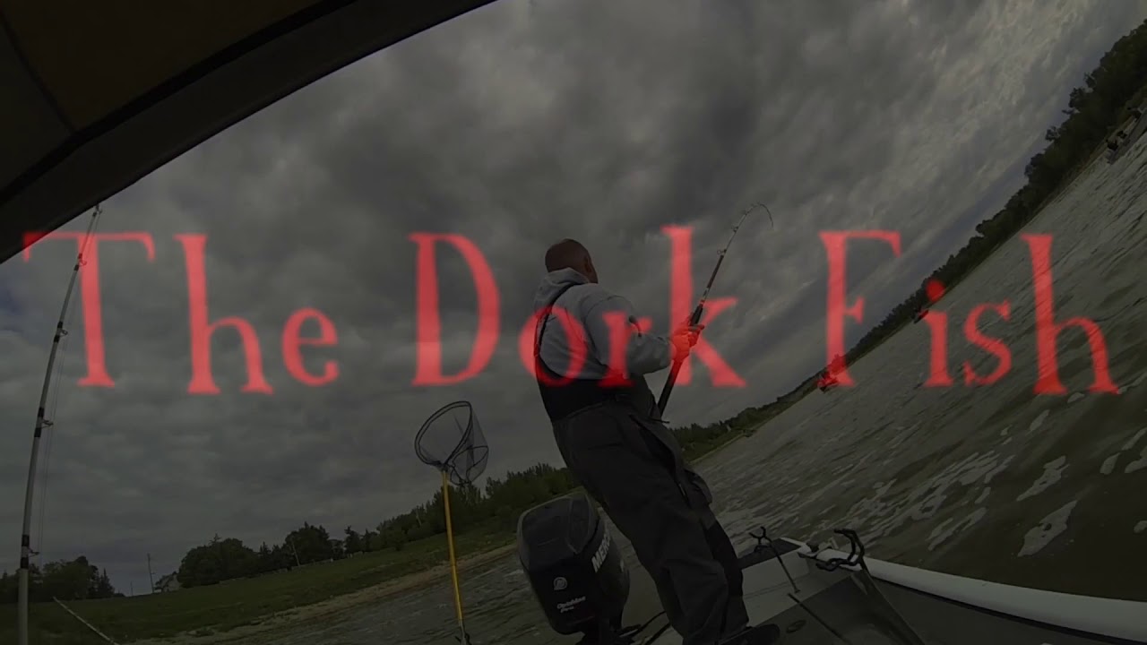 The Dork Fish! Broken tails or fish defects? Comment below! - YouTube