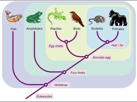 Lecture-5 (Class-XI) Ch-2: Biological Classification: Phenetic system ...