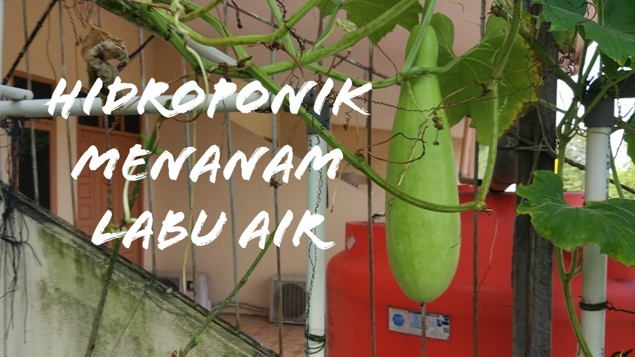 Hidroponik Menanam Labu Air - YouTube