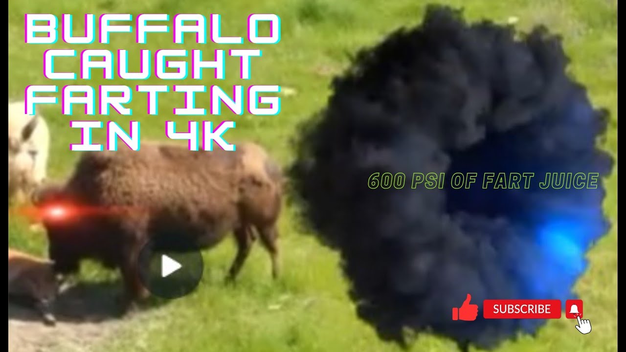 Buffalo caught farting in 4k - YouTube