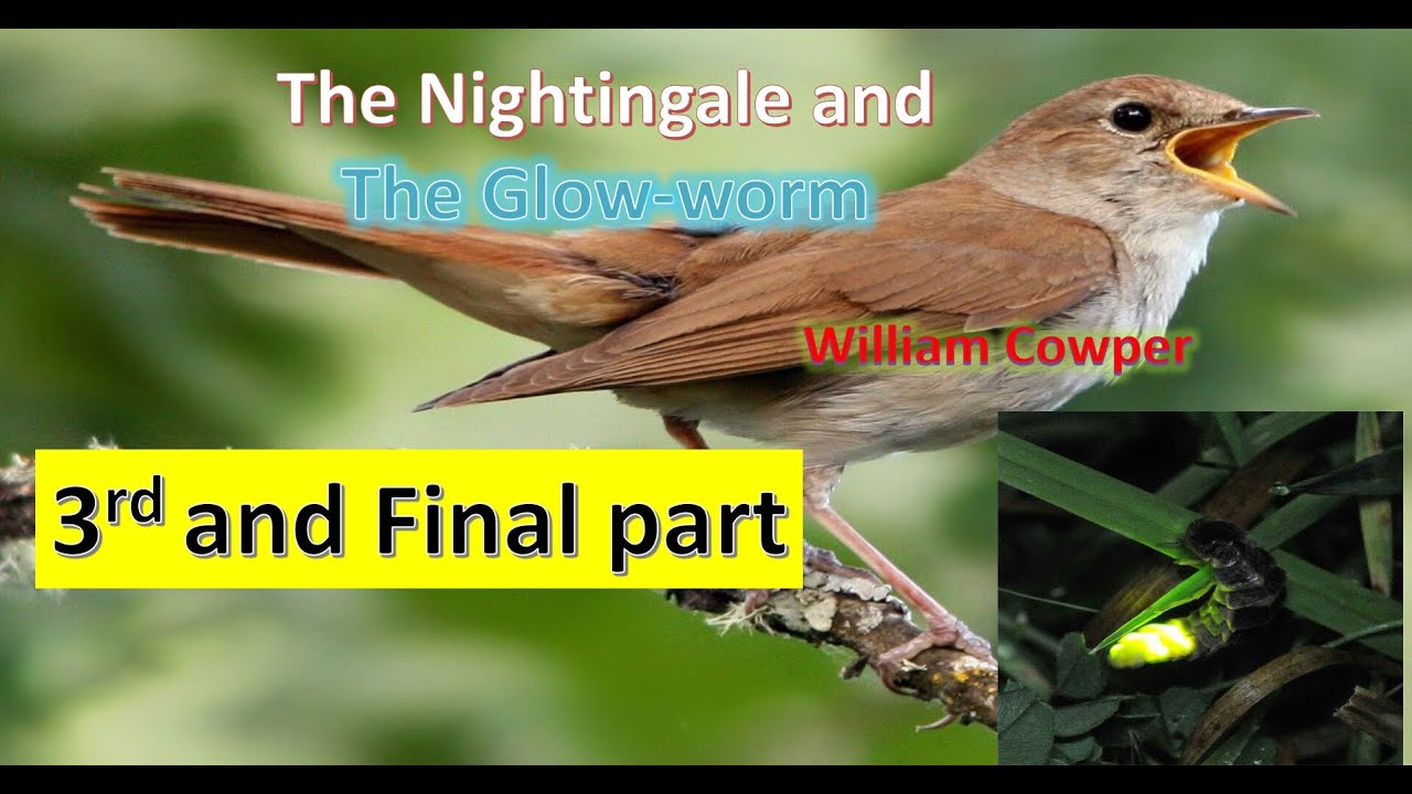 8 English Ch 4 The Nightingale and the Glow worm 3rd or final part ...