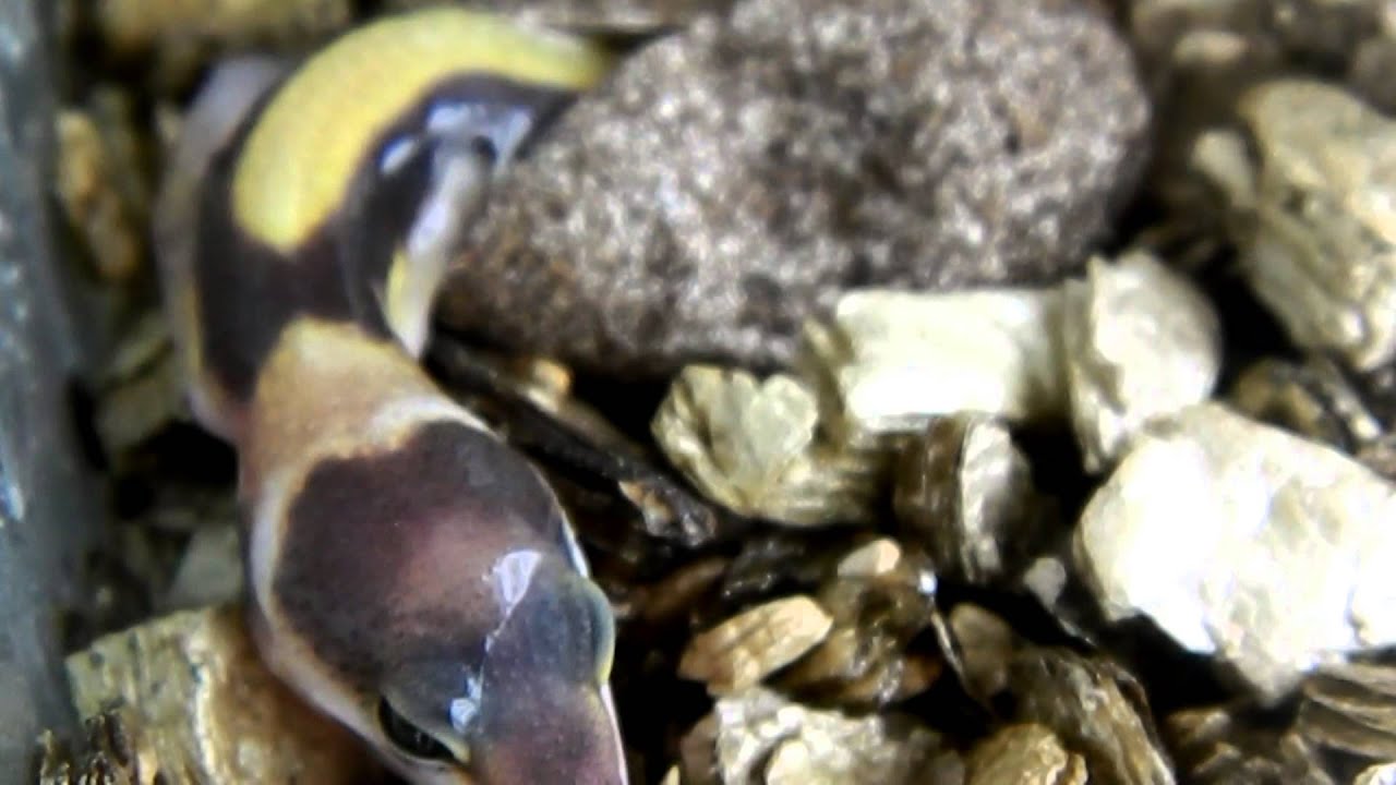 Leopard Gecko Hatching (HD) - YouTube