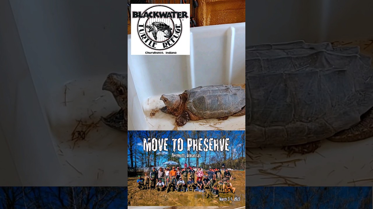 Alligator Snapper unloading at Blackwater Turtle Refuge #shorts - YouTube