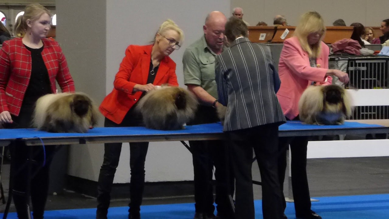 Dog Challenge LKA 2019, Judge Janet Heap - YouTube
