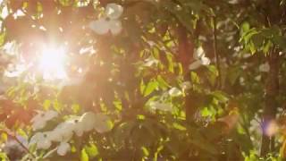 Suncrest Gardens — Spring Commercial 2016