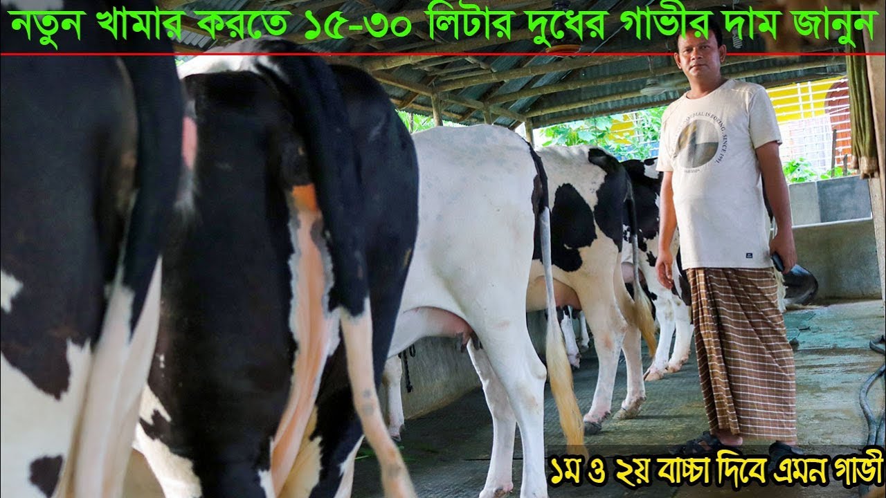 গরুর খামার করতে ১৫-৩০ লিটার দুধের উন্নত জাতের গাভীর দাম জানুন।Dairy ...