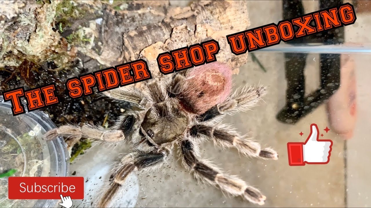 The spider shop unboxing 🙂 - YouTube