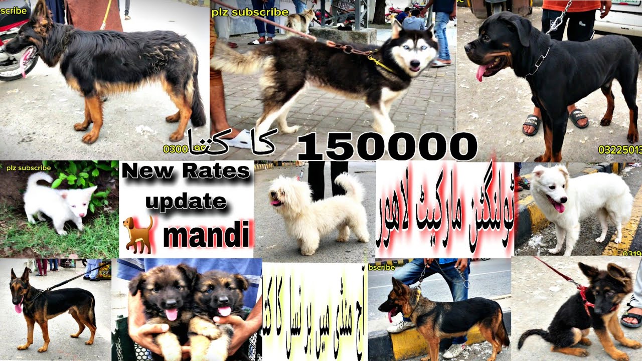 sunday dog market rate update| dog mandi | karachi dog market |Lahore ...