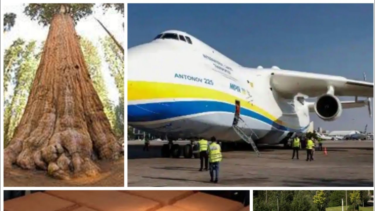 Top Heaviest Objects In World Guinness Worldrecord knowledegebot YouTube top-heaviest-objects-in-world-guinness-worldrecord-knowledegebot-youtube