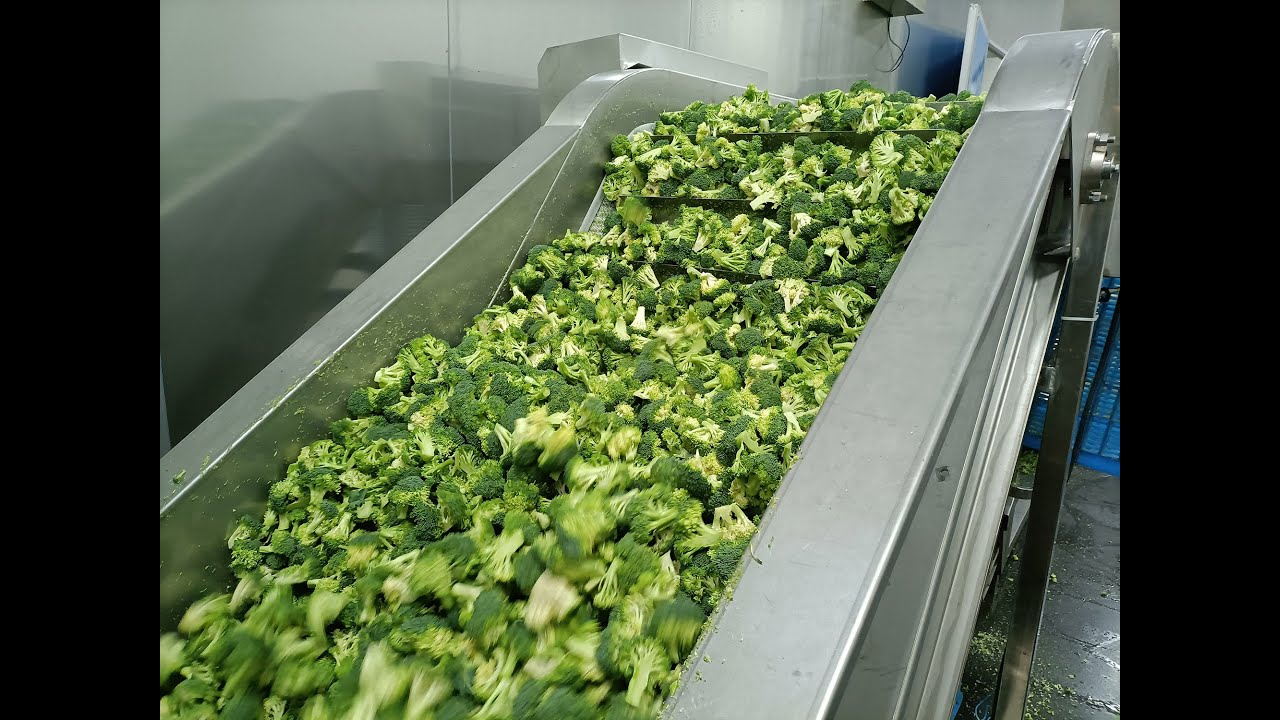 New Equipment for Frozen Broccoli Production - YouTube