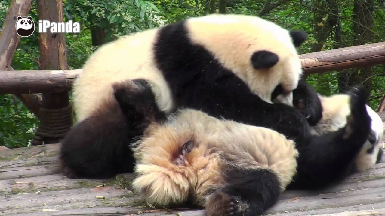Who wants a panda wake-up call? - YouTube