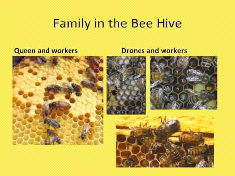 Bee Behavior and Biology - YouTube