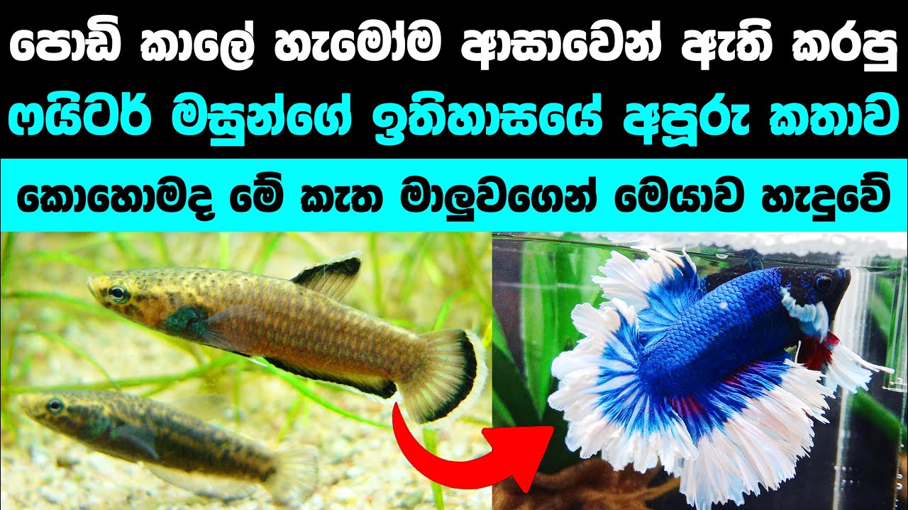 ෆයිටර් මසුන්ගේ ඔයා නොදන්න ඉතිහාස කතාව | The history of Wild betta ...