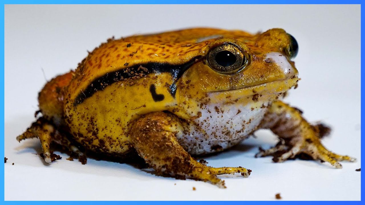 Tomato frogs are built different - YouTube