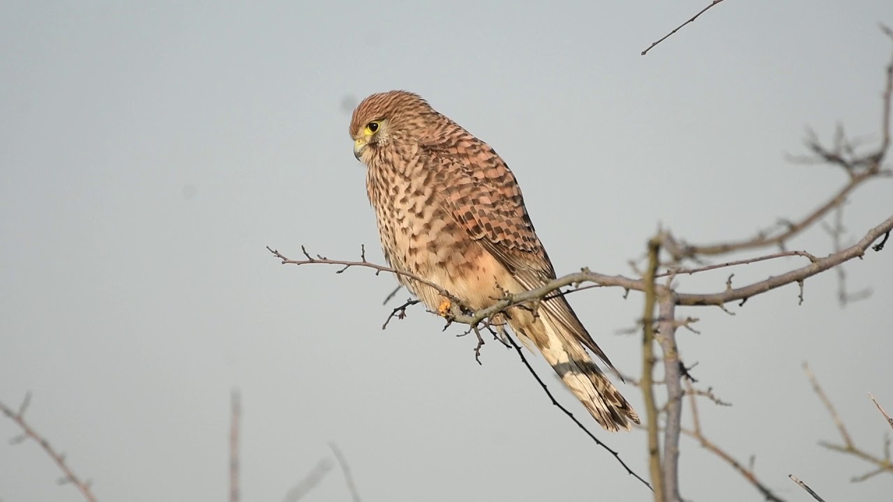 Female Kestrel at RSPB Rainham Marshes on 21st January 2020 - YouTube
