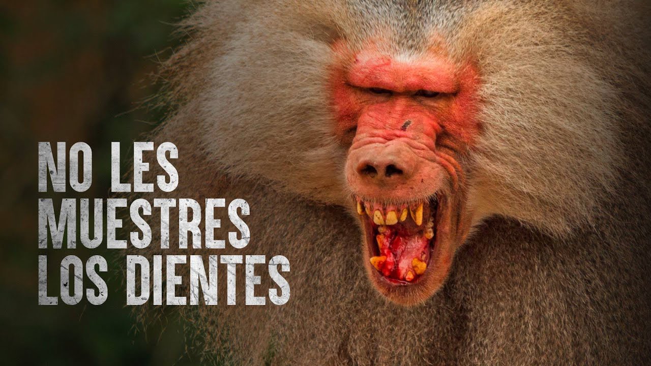 Cómo Sobrevivir el ataque de un babuino - YouTube