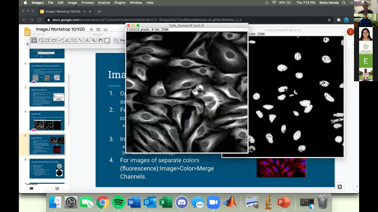 BMES Image Overlay in ImageJ - YouTube