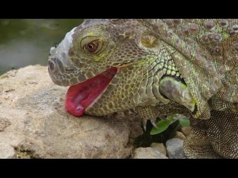 The Evolutionary Benefits Of Oral Sex