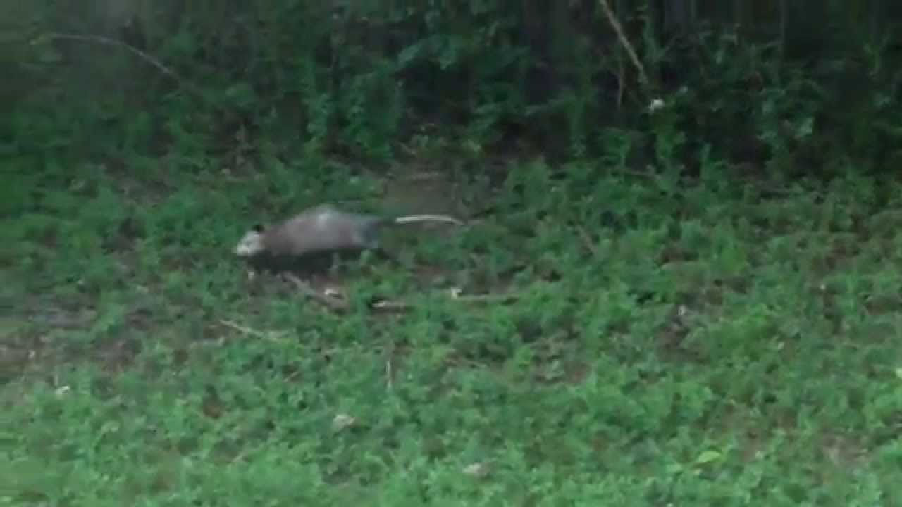 Big Opossum Walking outside - YouTube